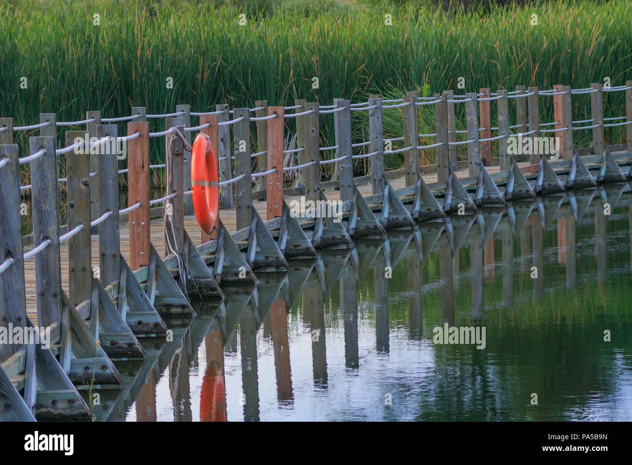 A floating boardwalk over still waters surrounded by reeds and ...