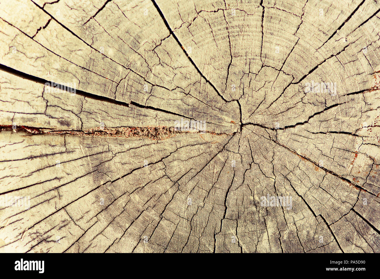 Wood structure, abstract background. Copy space. Dry old tree with cracks. Wooden cross section ...