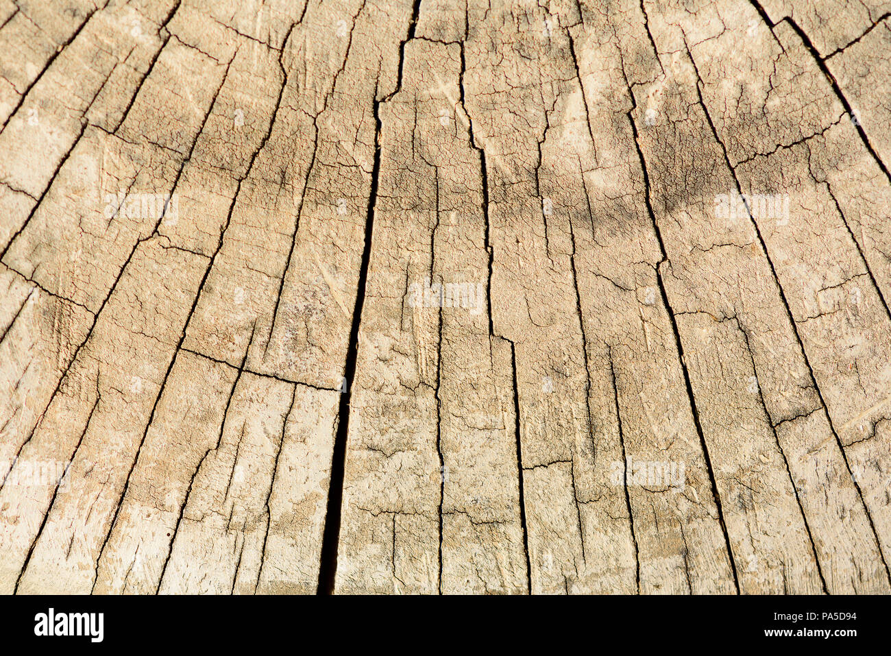Wood structure, abstract background. Copy space. Dry old tree with cracks. Wooden cross section ...
