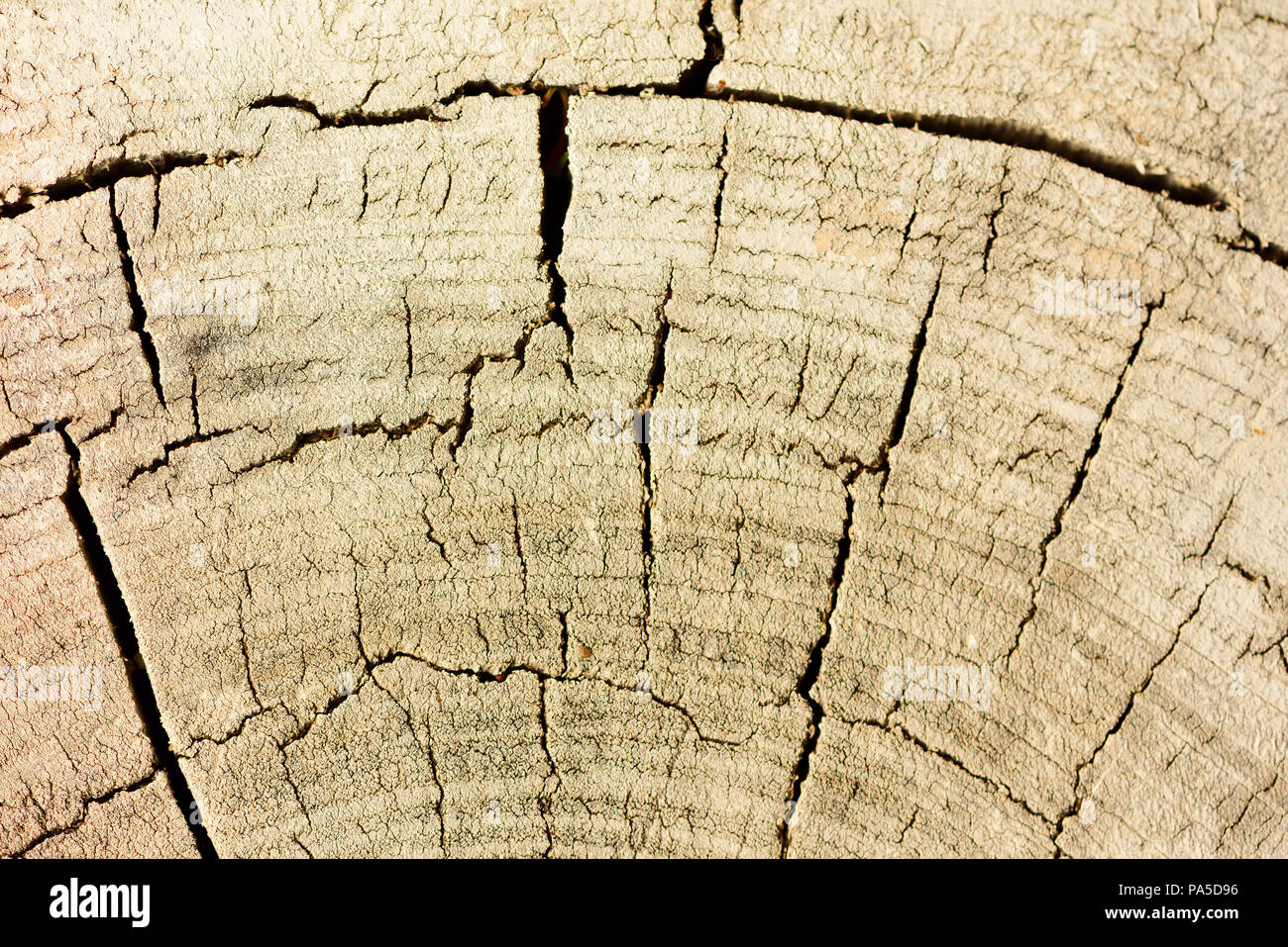 Wood structure, abstract background. Copy space. Dry old tree with cracks. Wooden cross section ...