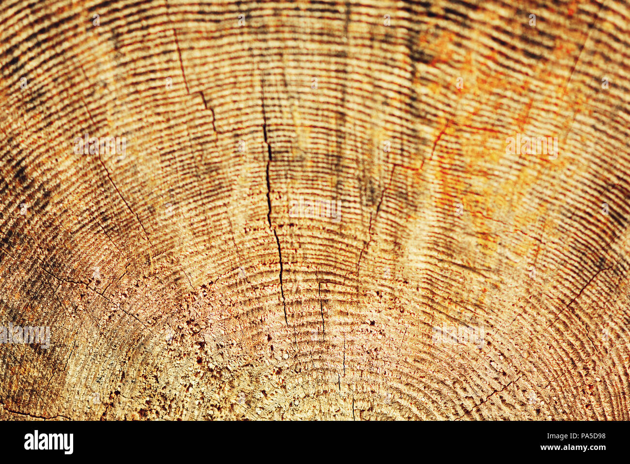 Wood structure, abstract background. Copy space. Dry old tree with cracks. Wooden cross section ...