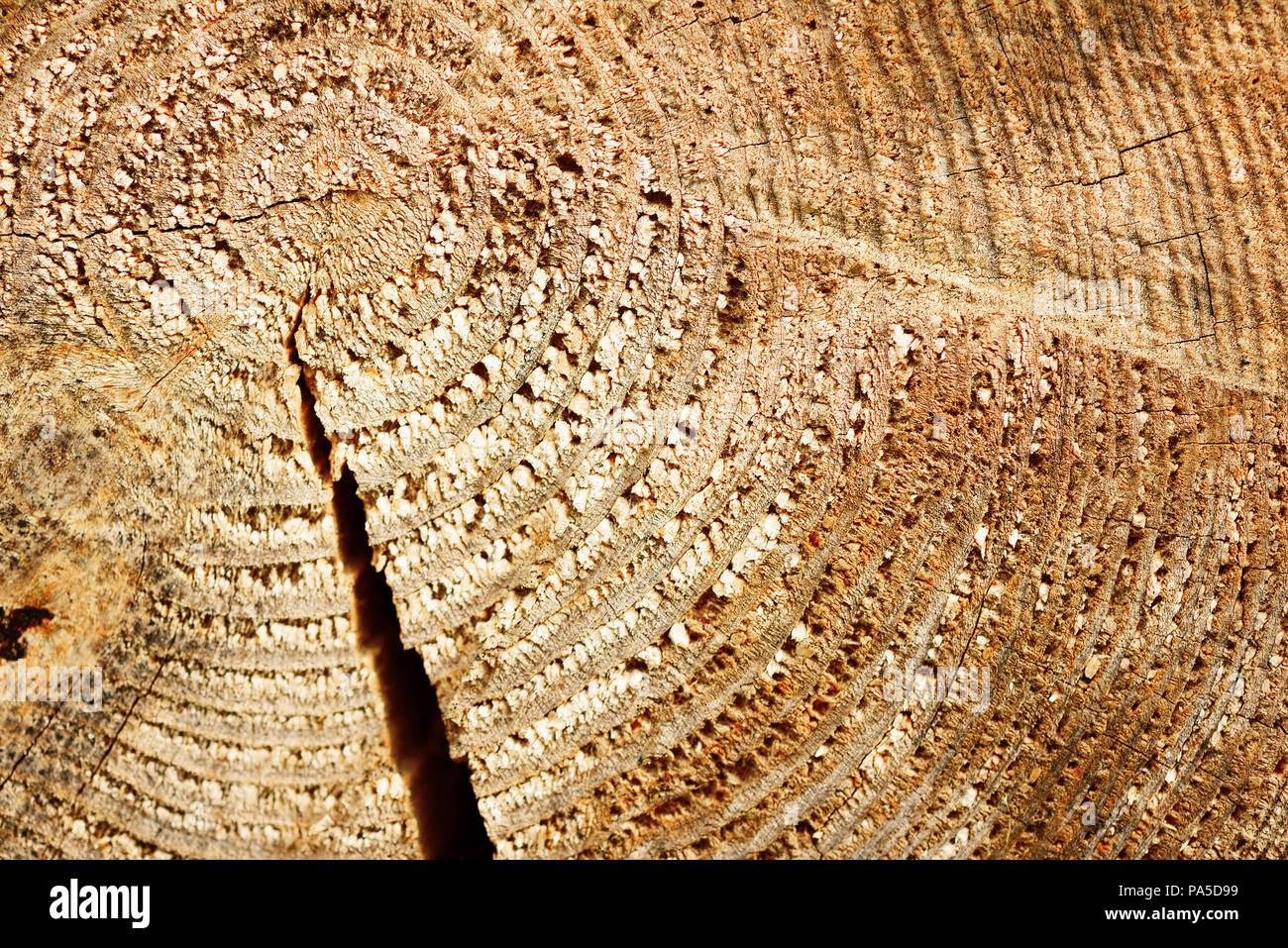 Wood structure, abstract background. Copy space. Dry old tree with cracks. Wooden cross section ...