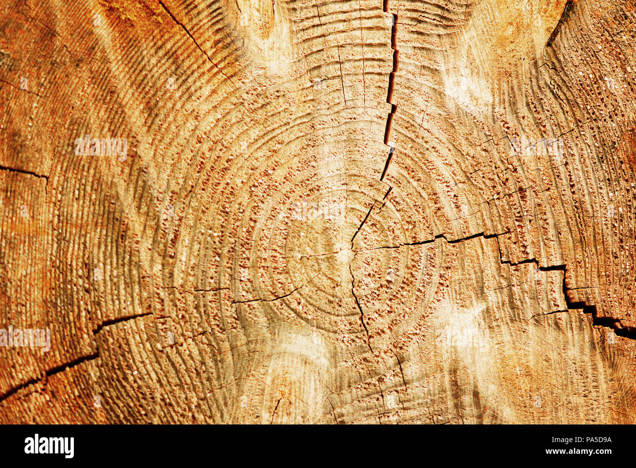 Wood structure, abstract background. Copy space. Dry old tree with cracks. Wooden cross section ...