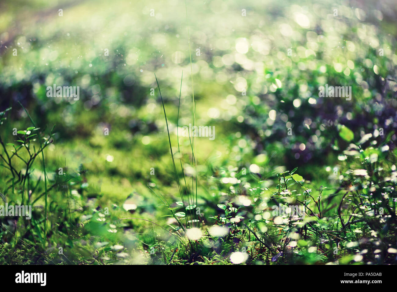 Green natural background, out of focus. Forest bokeh. Banner. Copy ...