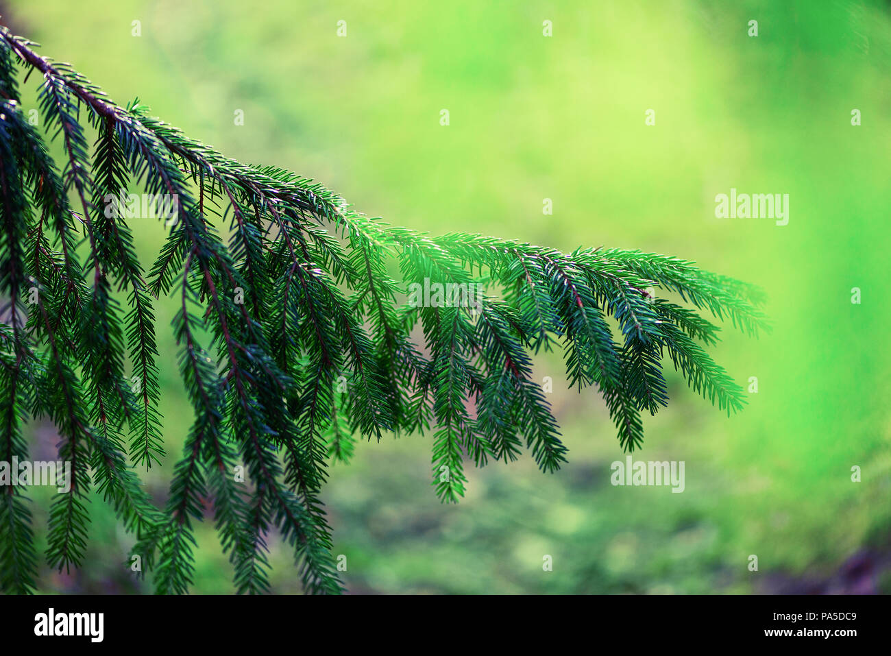 Bokehbackground hi-res stock photography and images - Alamy