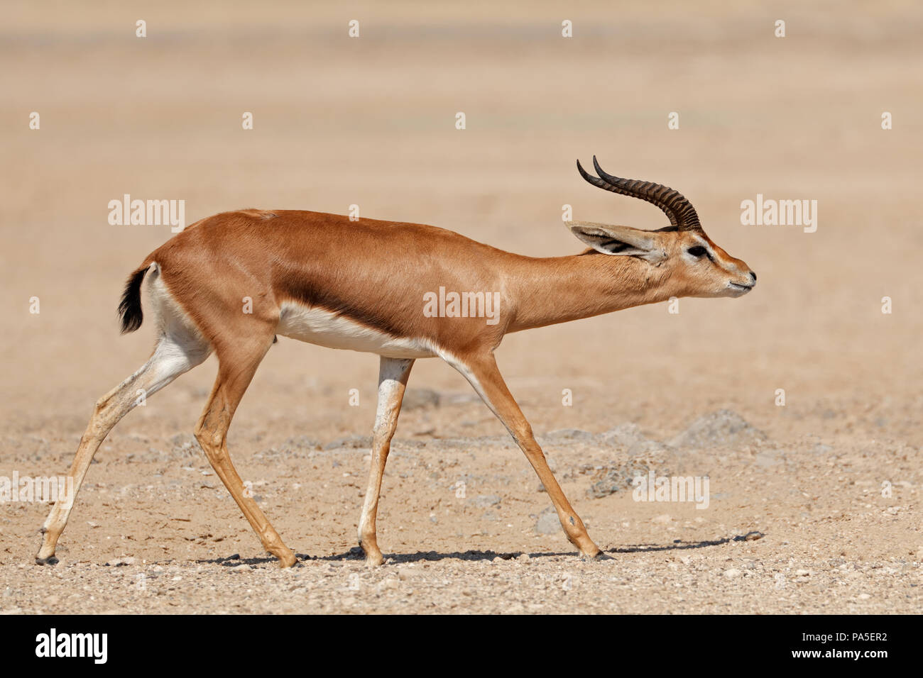 Gazelle peninsula hi-res stock photography and images - Alamy