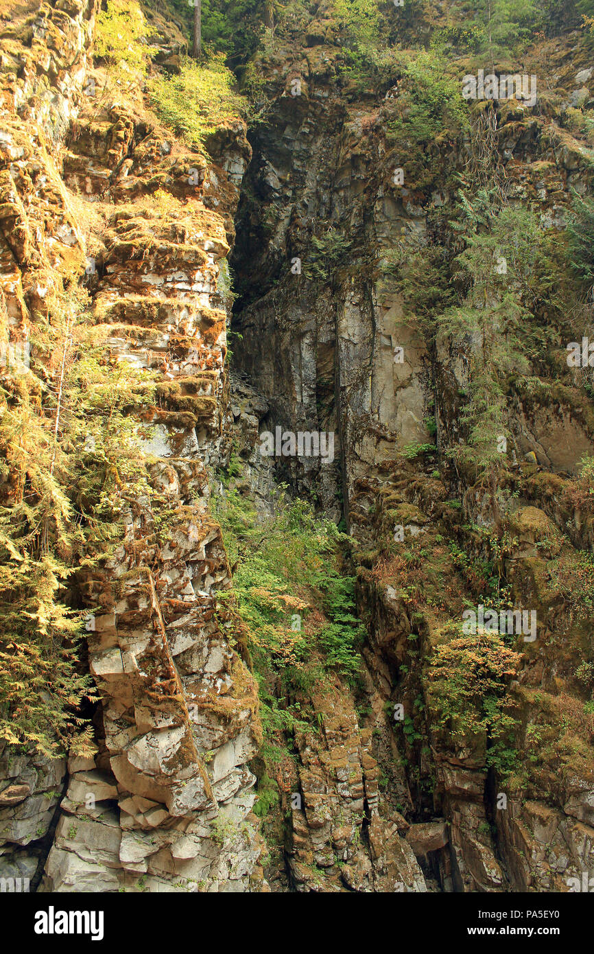 looking at a crevice on the side of a cliff with trees and moss Stock ...