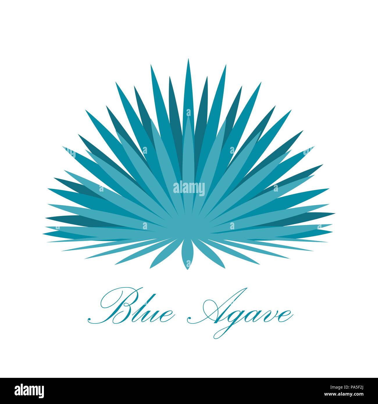 Blue agave or or tequila agave plant. Vector illustration Stock Vector ...
