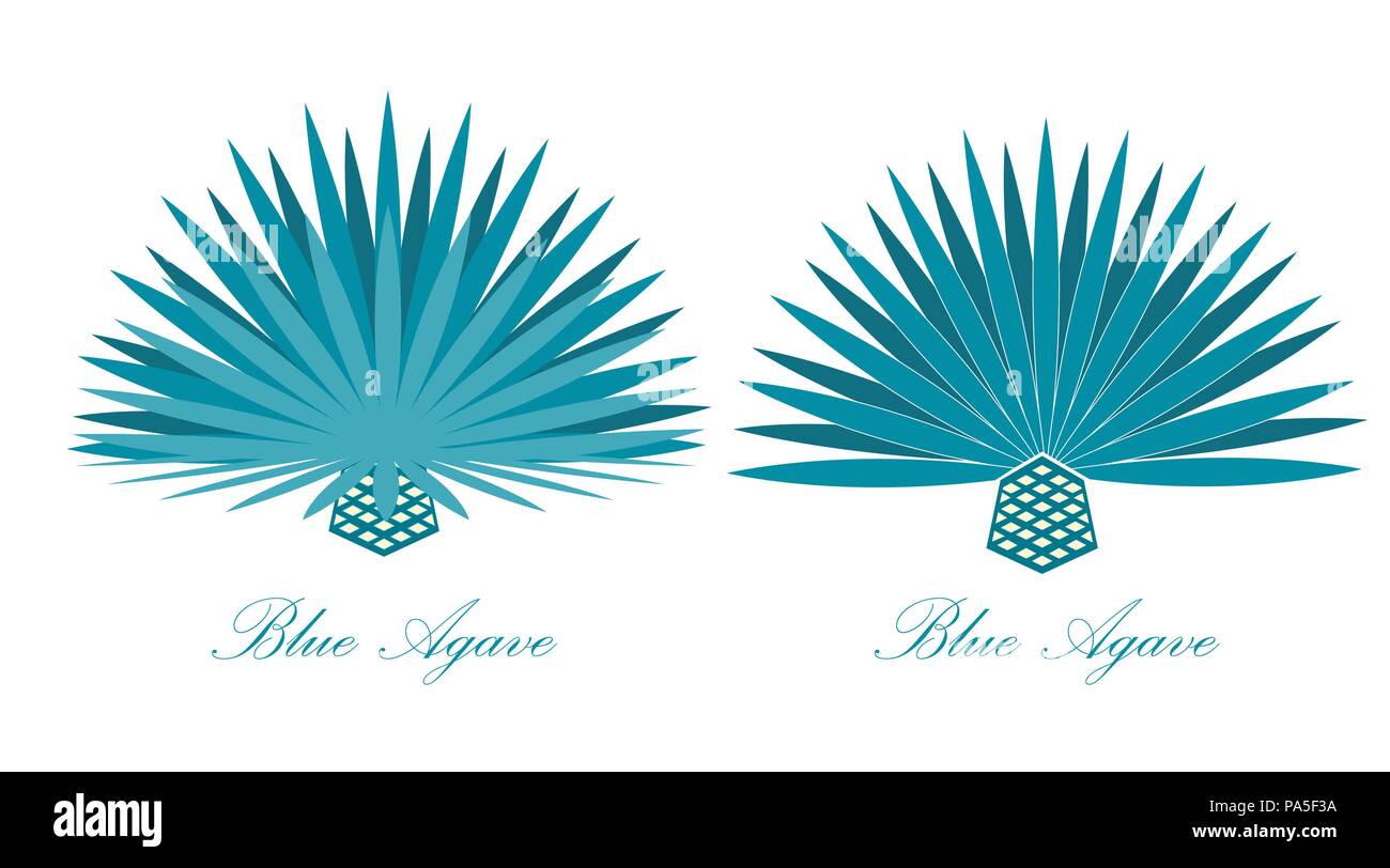 Blue agave or or tequila agave plant. Vector illustration set Stock ...