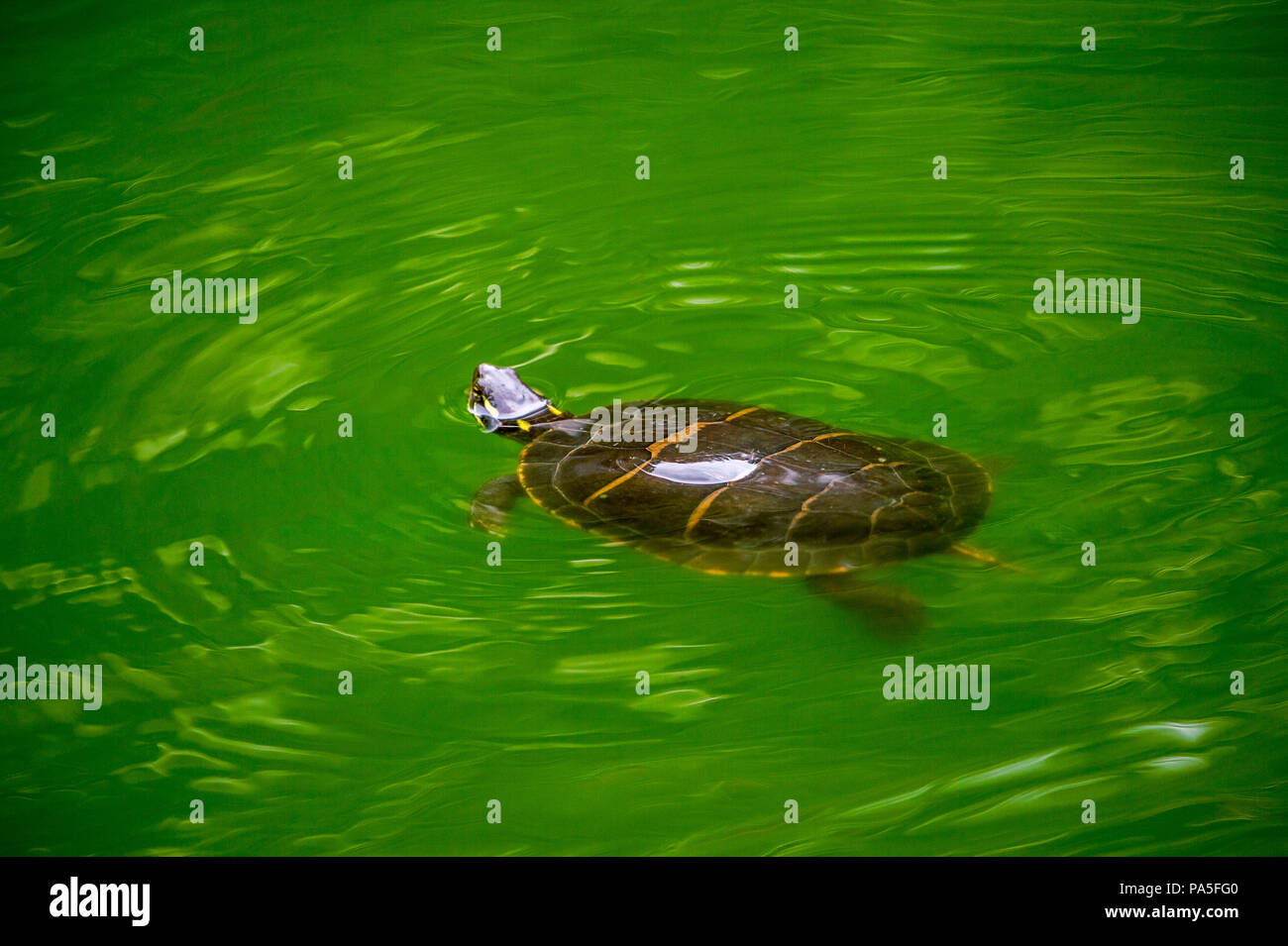 A turtle swimming in a green pond of water Stock Photo - Alamy