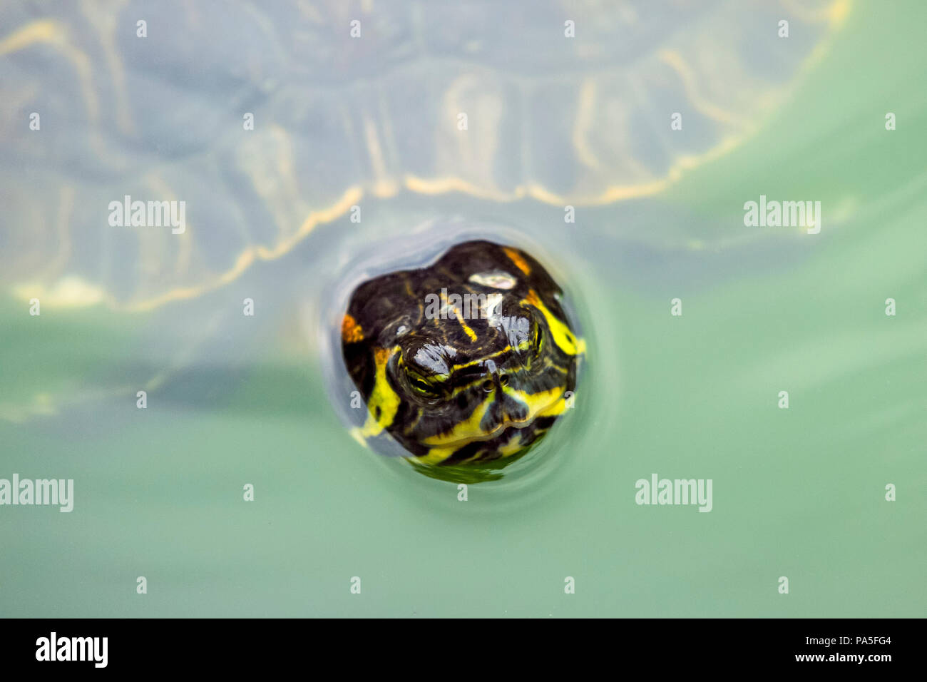 A turtle swimming in a green pond of water Stock Photo - Alamy
