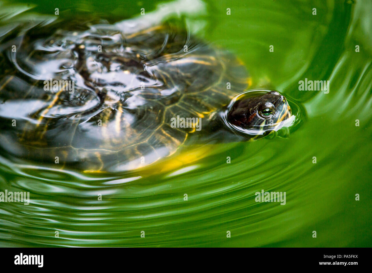 A turtle swimming in a green pond of water Stock Photo - Alamy