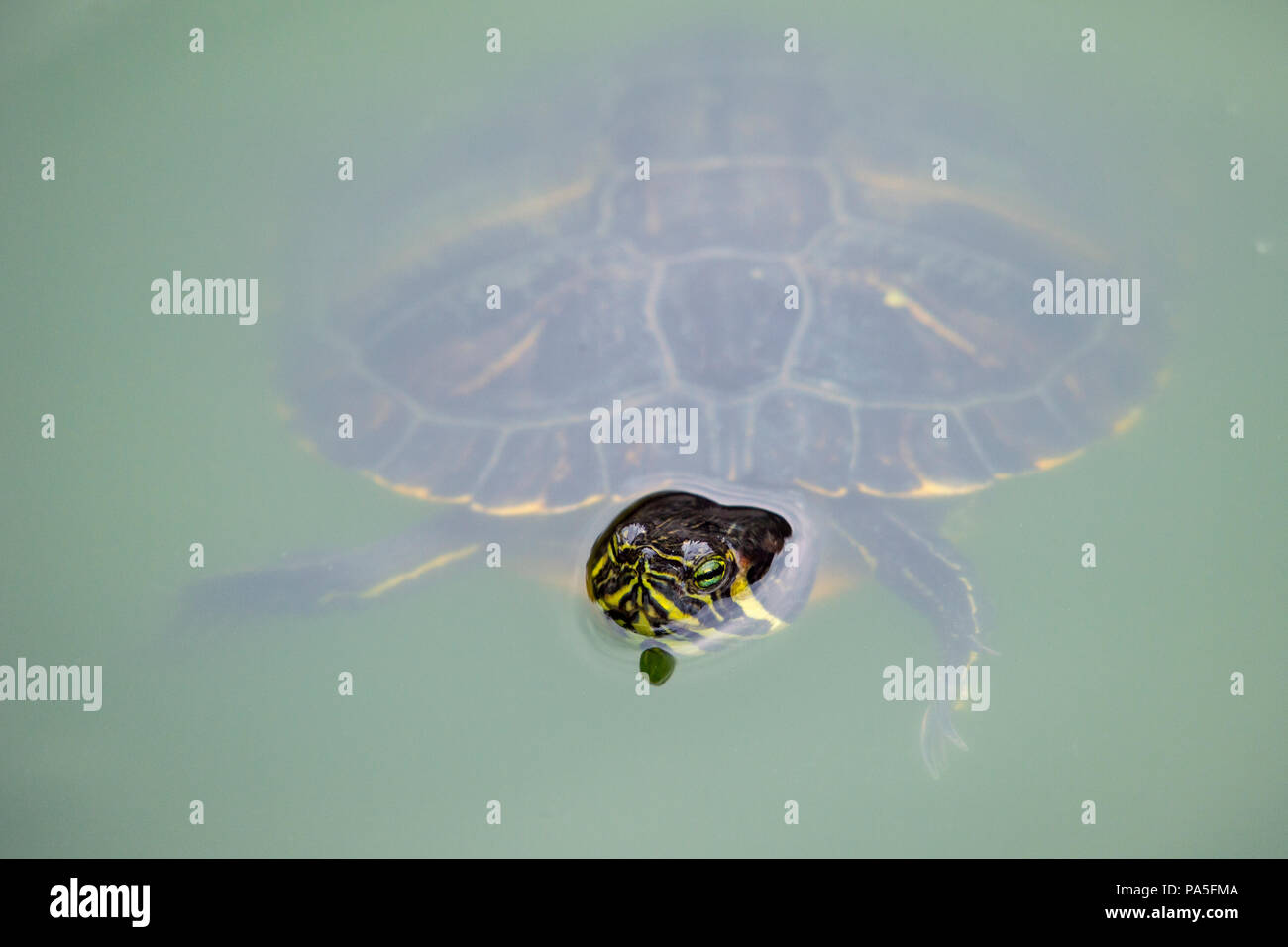 A turtle swimming in a green pond of water Stock Photo - Alamy