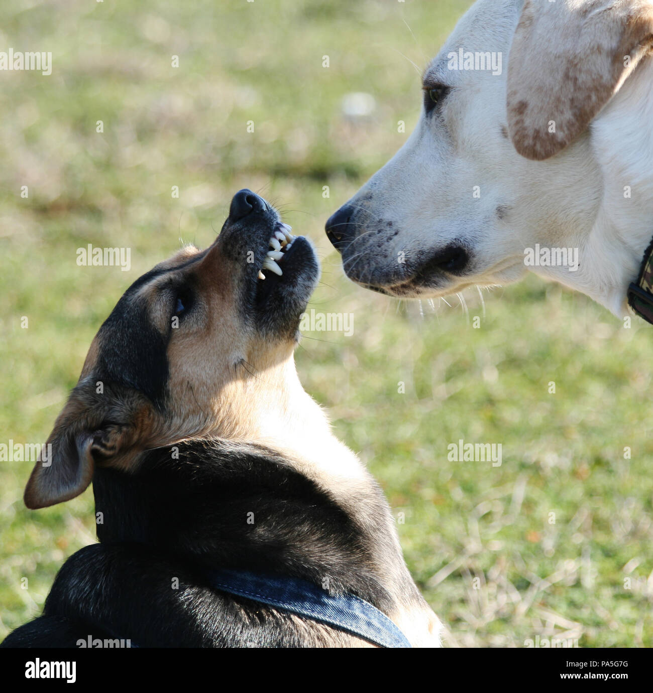 Cute puppy growls angry hi-res stock photography and images - Alamy