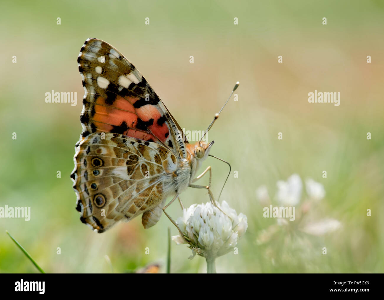 Painted Lady Butterfly Stock Photo - Alamy