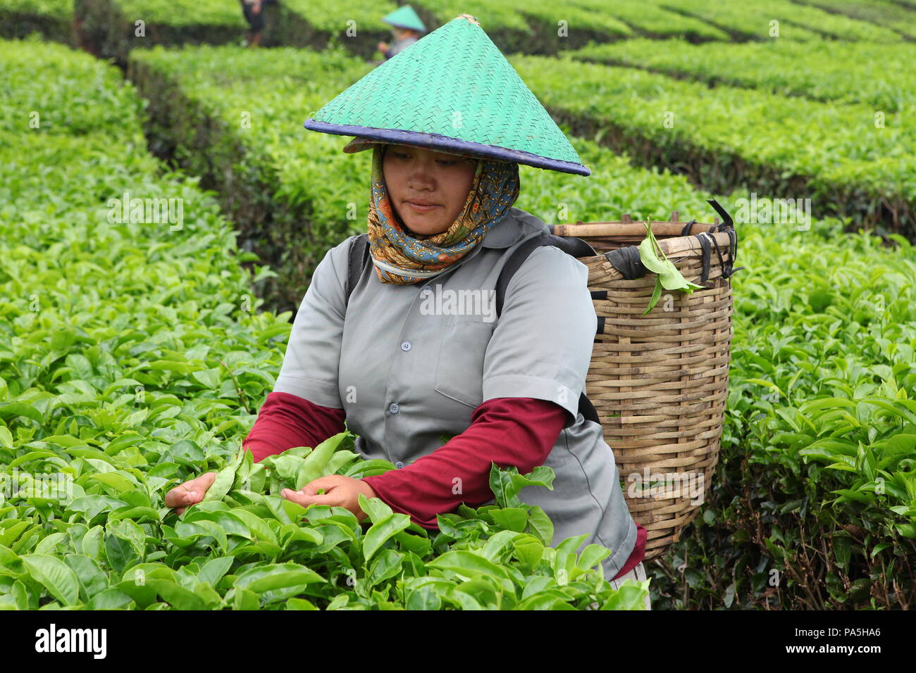 women workers engaged in plucking leaves at a tea plantation in sumatra ...