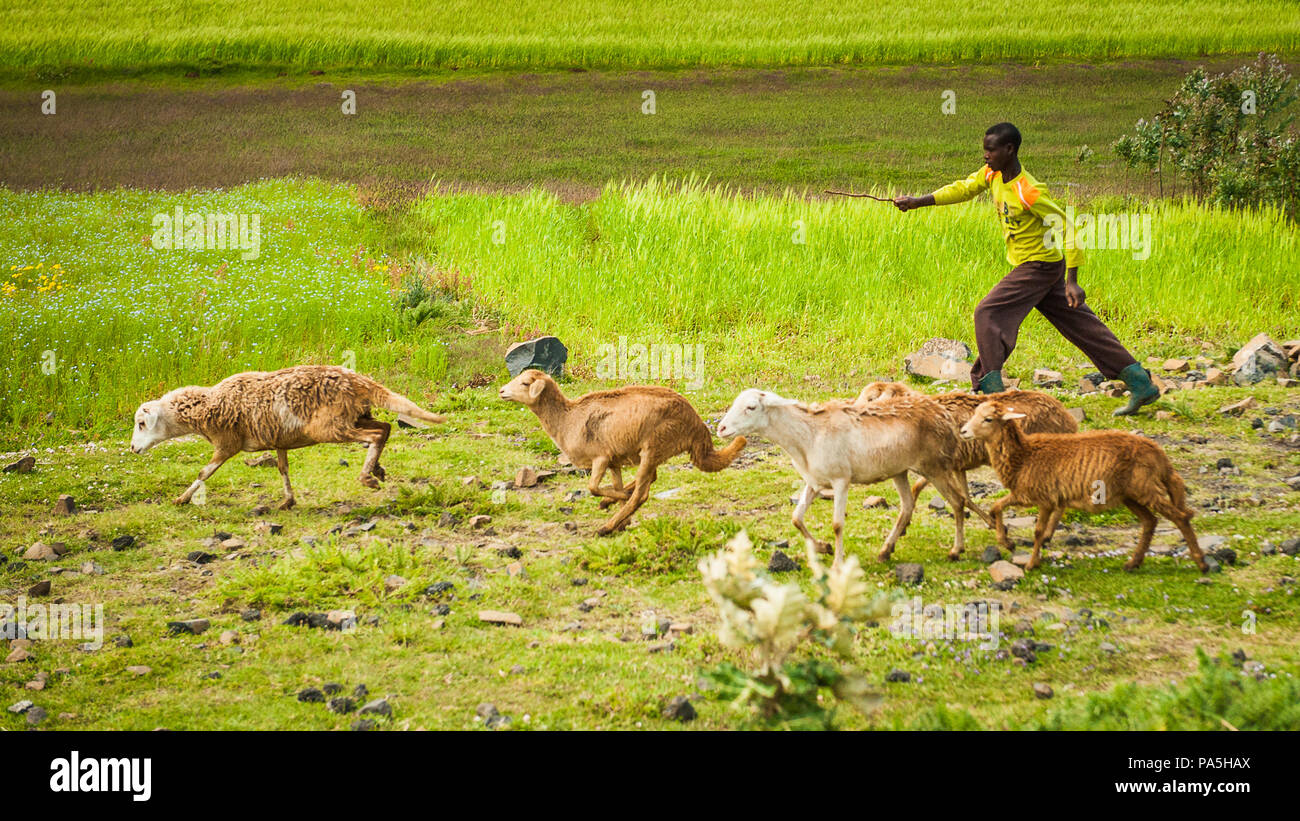 Ethiopian sheep hi-res stock photography and images - Alamy