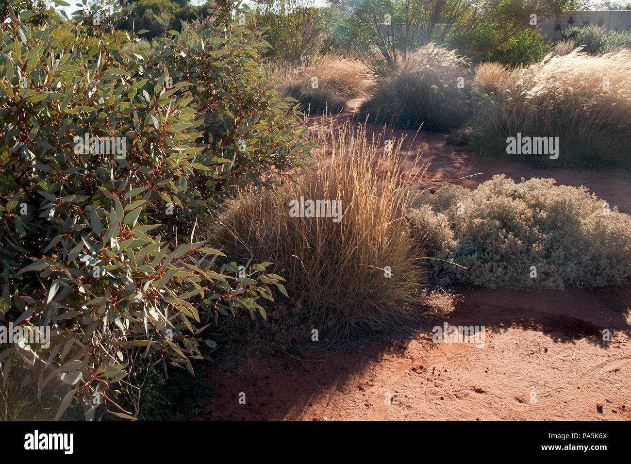 Port Augusta South Australia, sunlight on native shrubs and grasses ...