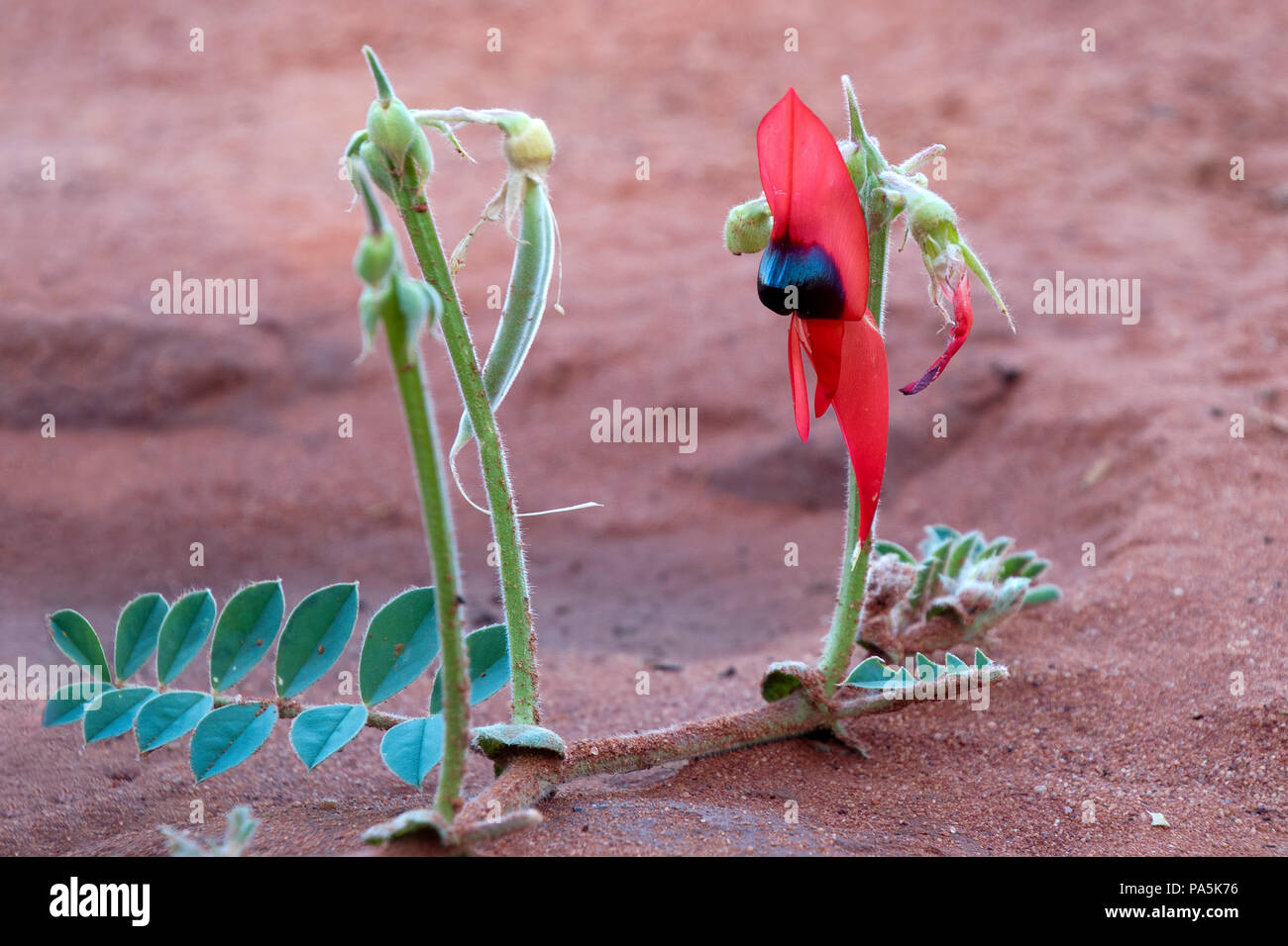 Port Augusta South Australia, Sturt Desert Pea is the floral emblem of ...