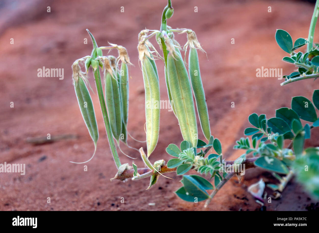 Port Augusta South Australia, Sturt Desert Pea plant with pods Stock ...