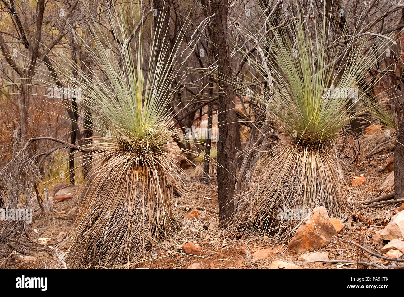 Wilpena Pound South Australia, yakka grass tree growing in bush Stock ...