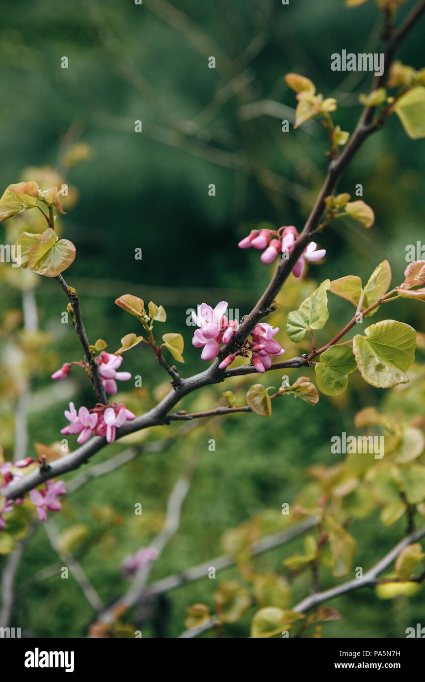 Flowering tree in spring. Tree branch with flowers and leaves on a ...