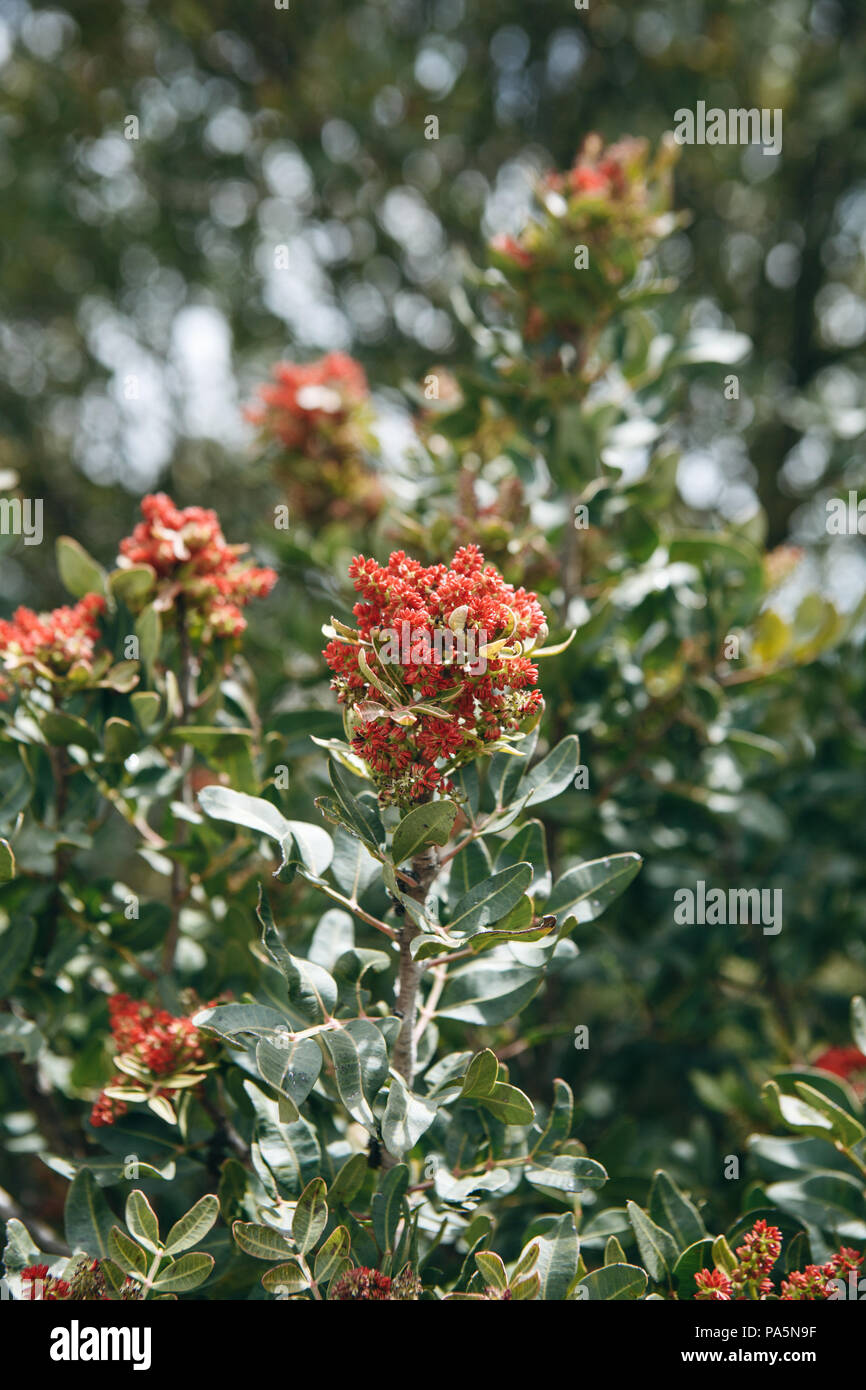 Flowering tree. A branch of a tree with red flowers and green leaves on ...