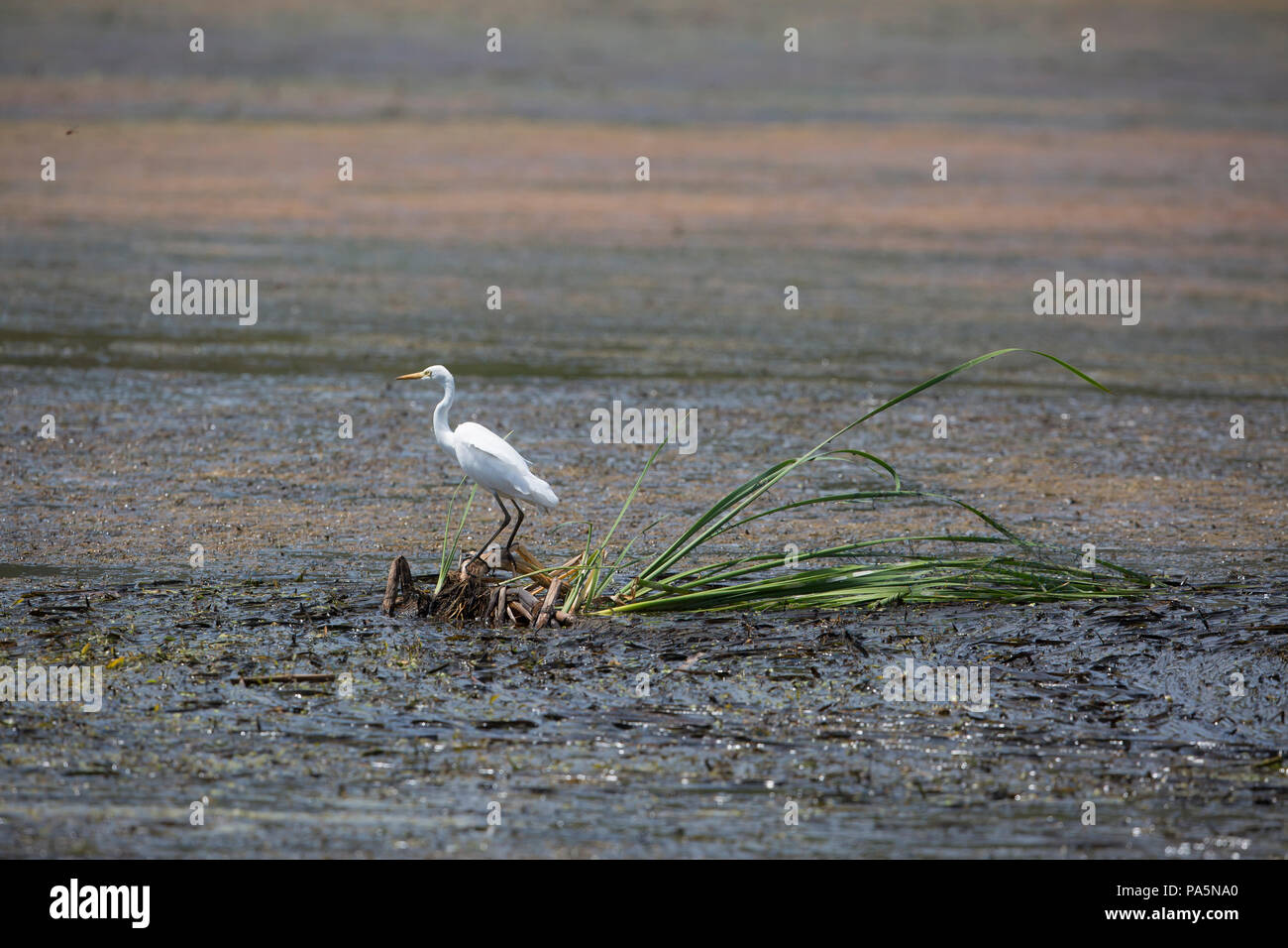 Pacific Reef Heron (Egretta sacra Stock Photo - Alamy