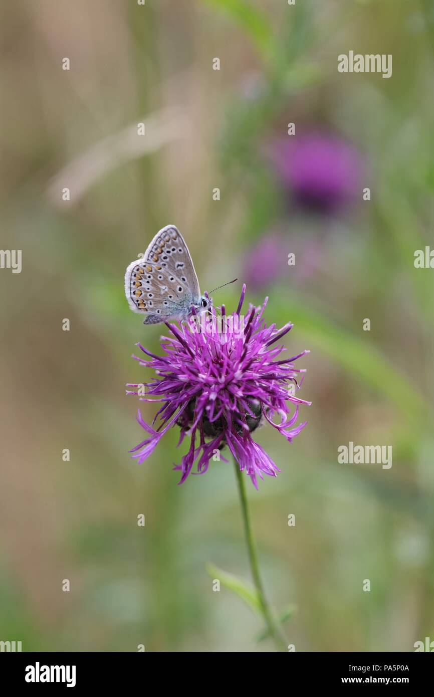 Butterfly Flying Above Flowers High Resolution Stock Photography and ...