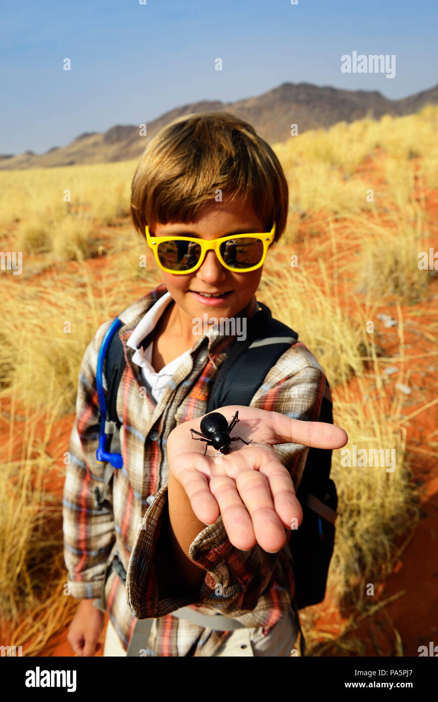 Boy holds a black beetle in the hand, Namib Desert beetle (Onymacris ...