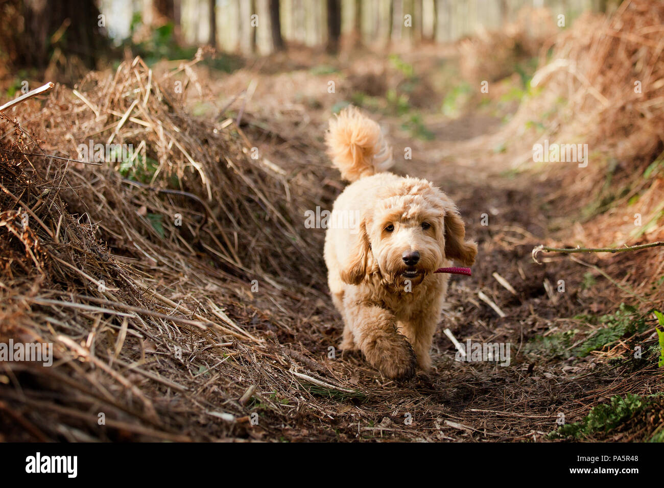 labradoodle running with a stick Stock Photo - Alamy