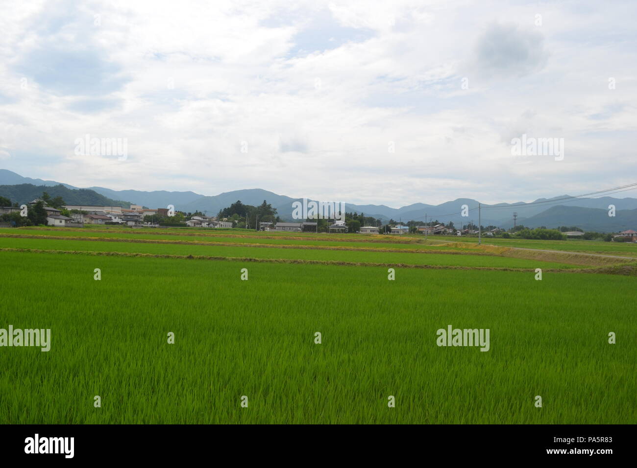 Rice fields in Japan Stock Photo - Alamy
