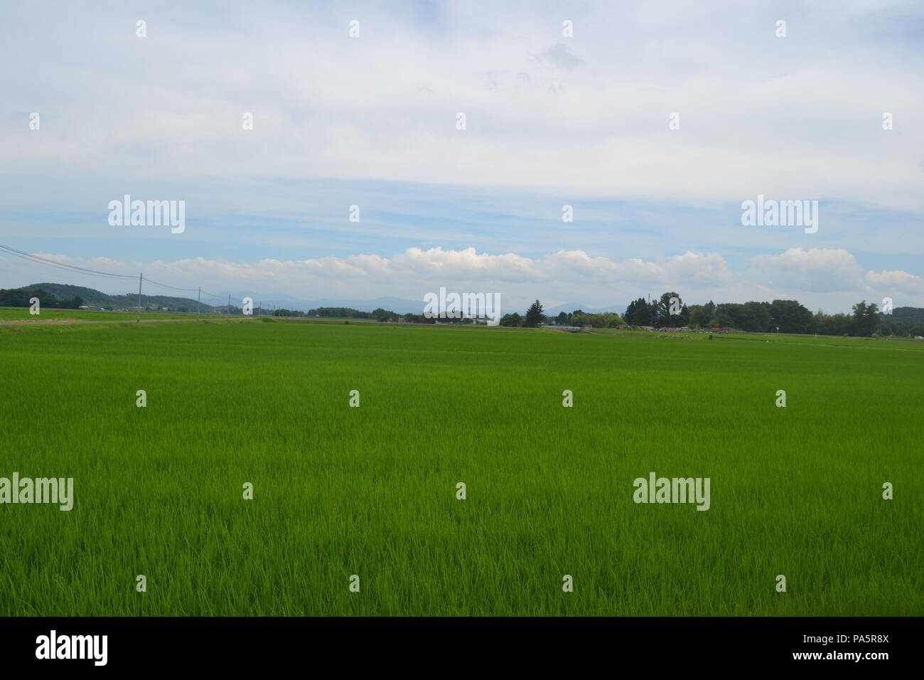 Rice fields in Japan Stock Photo - Alamy