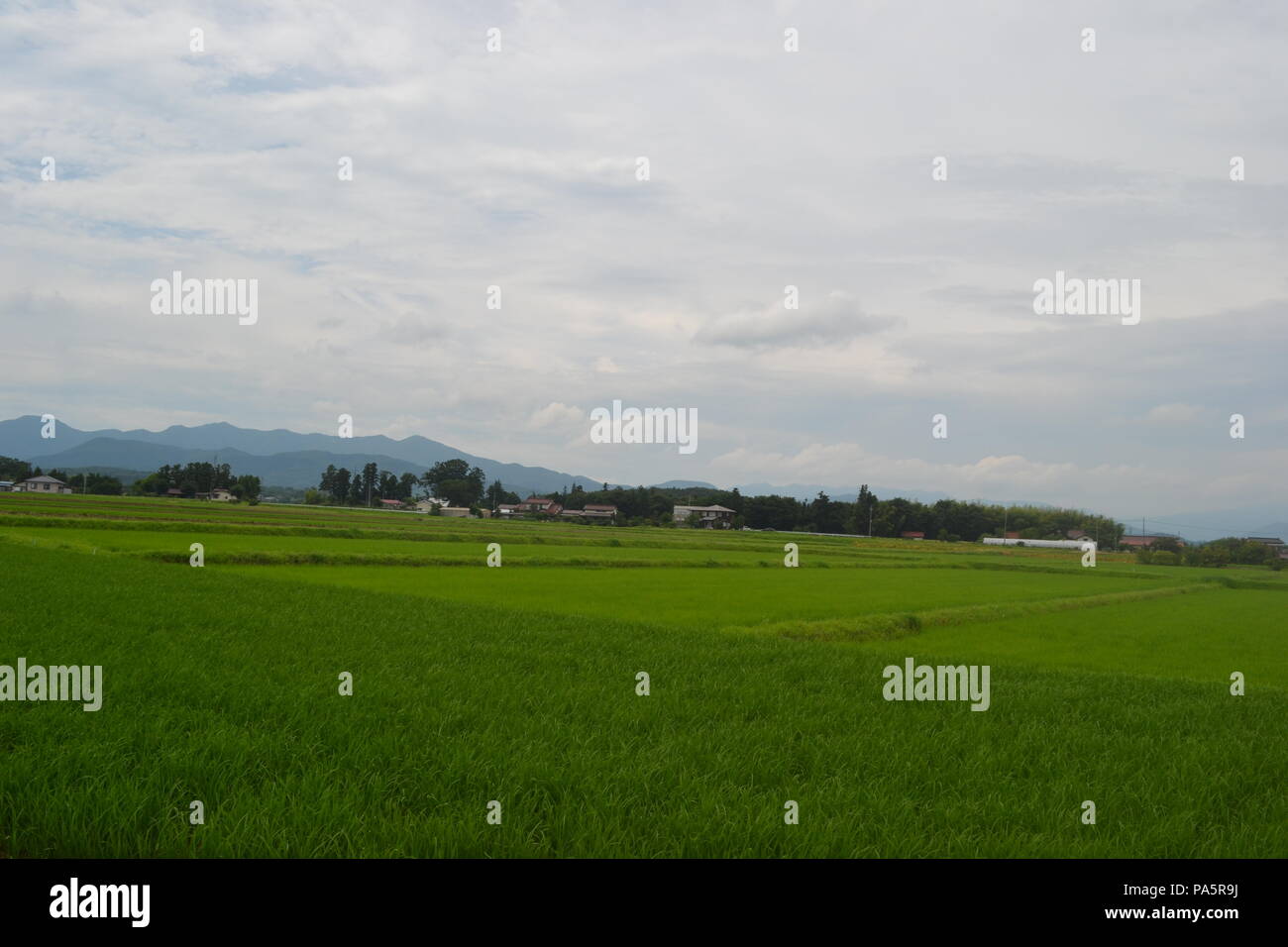 Rice fields in Japan Stock Photo - Alamy