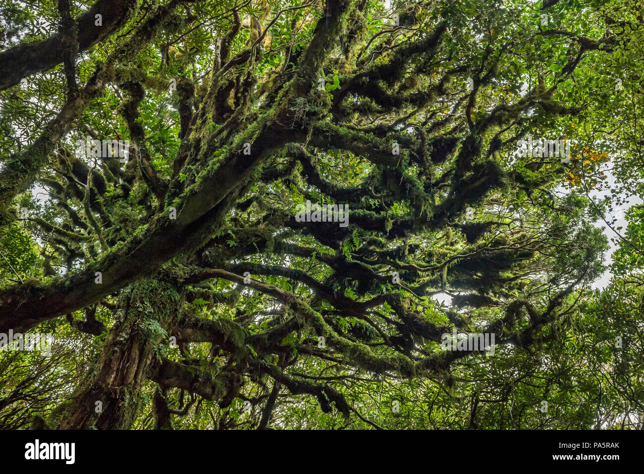 Trees covered with dense moss in rainforest, Egmont National Park ...