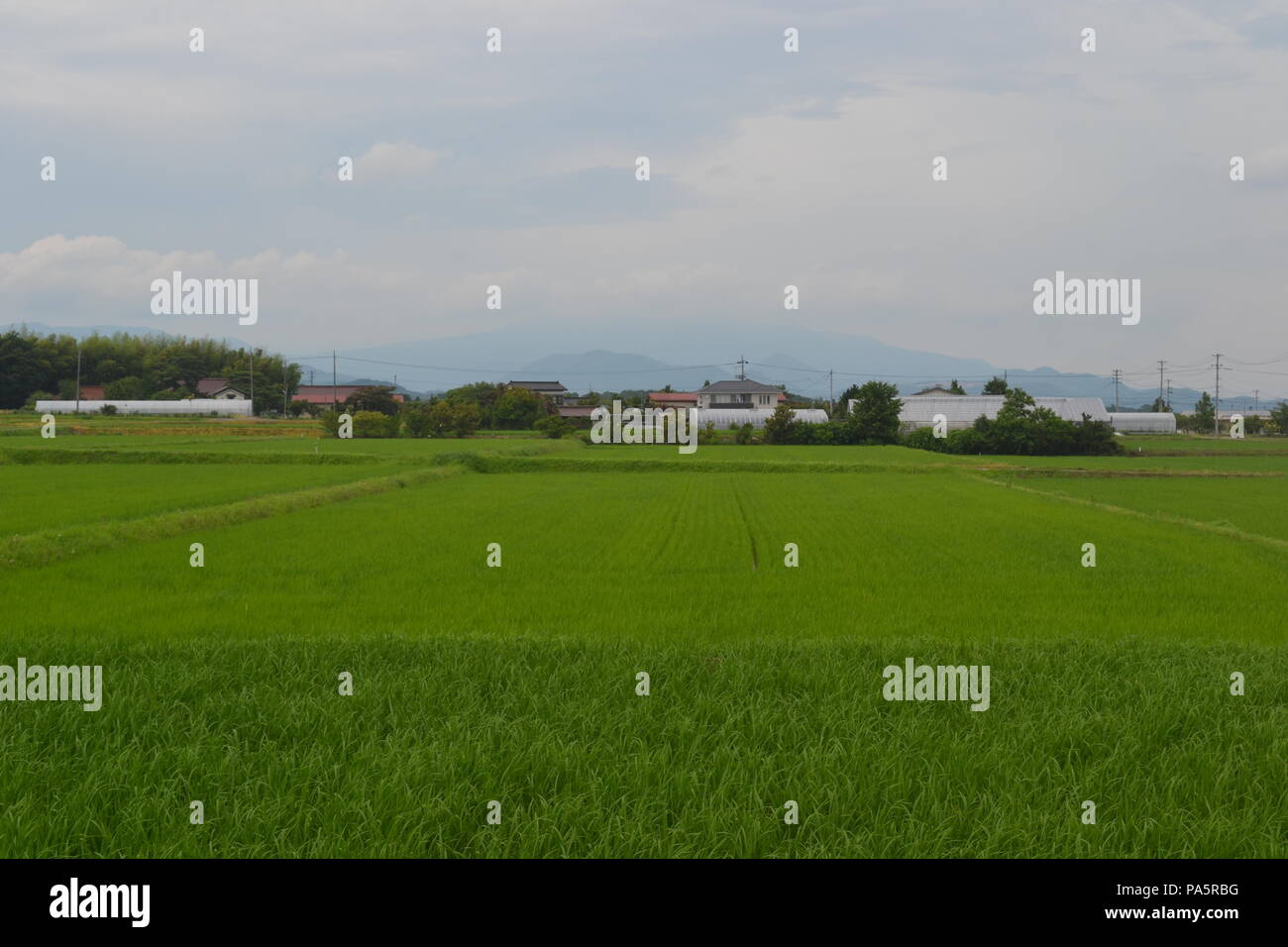 Rice fields in Japan Stock Photo - Alamy