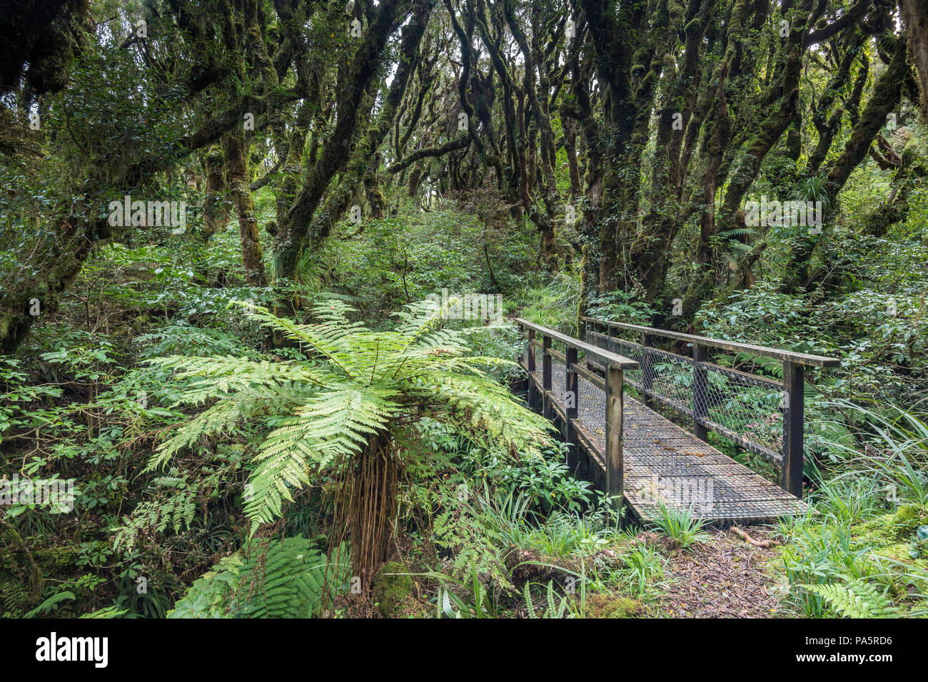 Small bridge along the path, with dense moss-covered trees in the ...