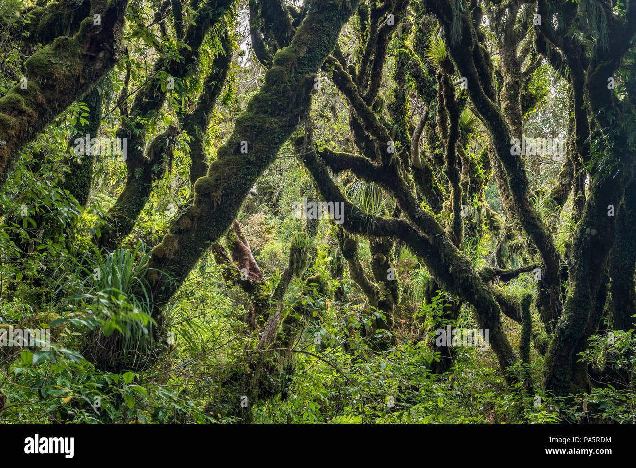 Trees covered with dense moss in rainforest, Goblin Forest, Egmont ...