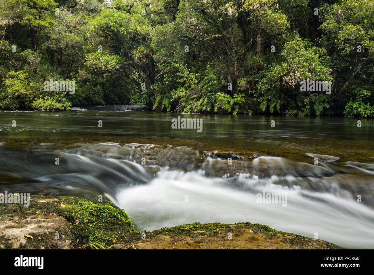 Te urewera national park hi-res stock photography and images - Alamy