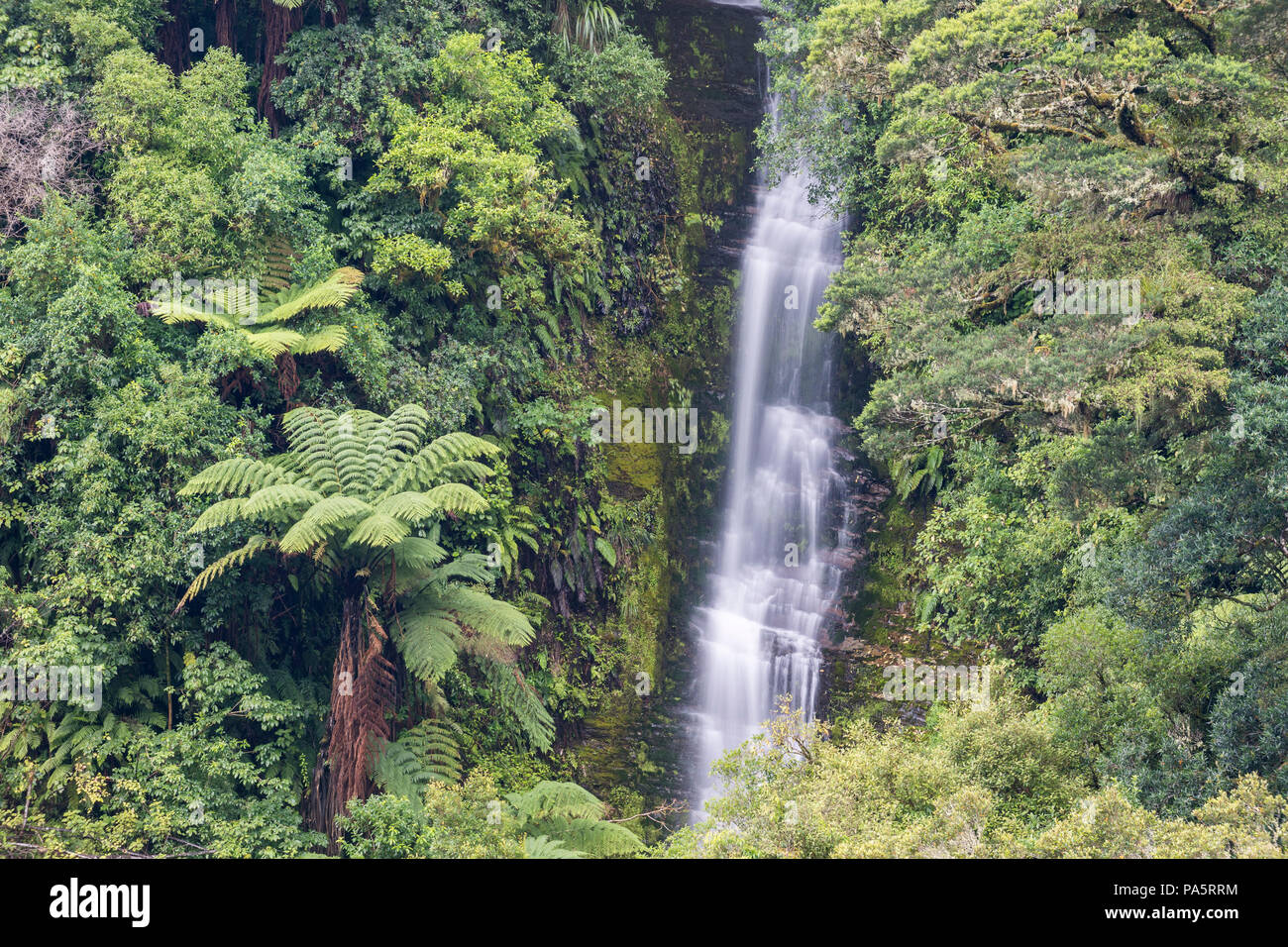 Small waterfall in the rainforest, Te Urewera National Park, North ...