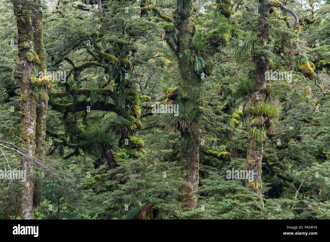 Te urewera national park hi-res stock photography and images - Alamy