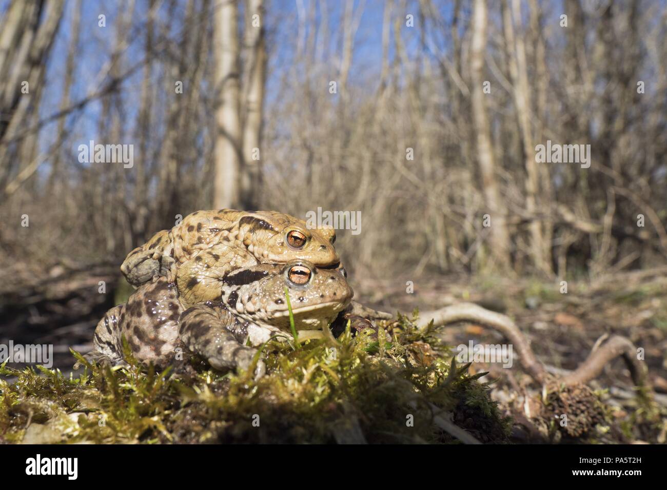 Amphibian migration hi-res stock photography and images - Alamy