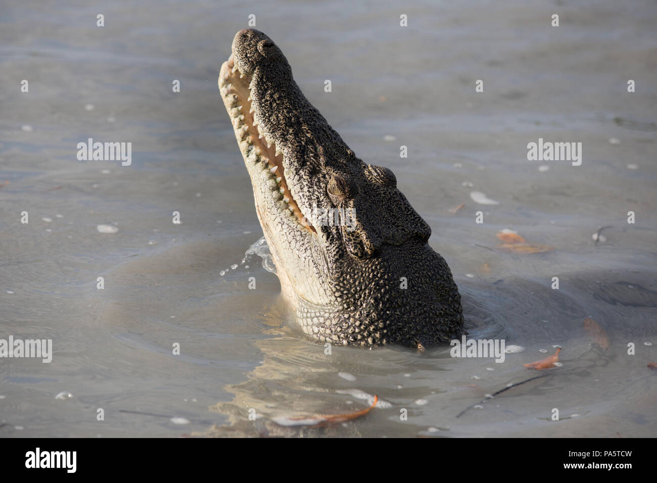 Saltwater crocodile head hi-res stock photography and images - Alamy
