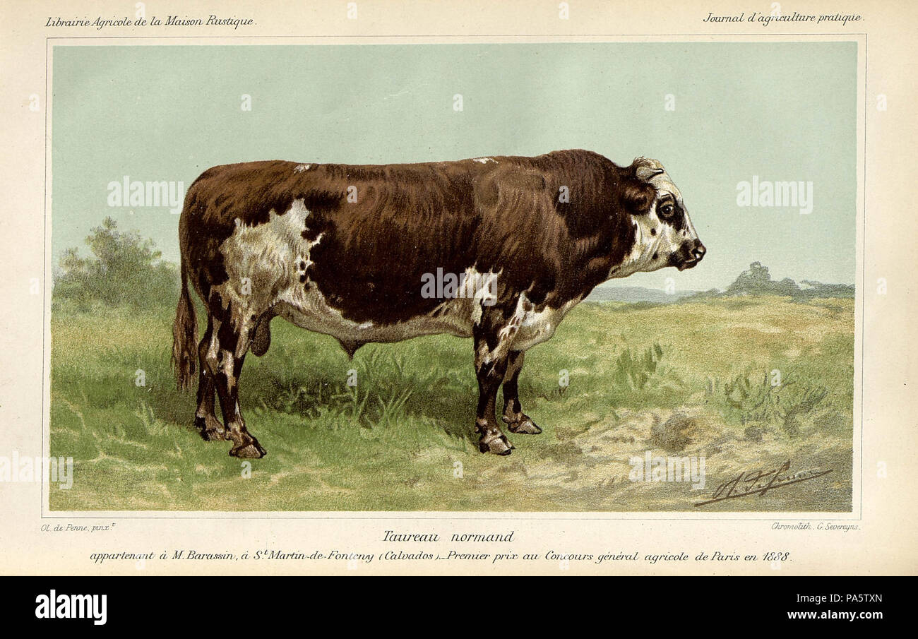 Normand cattle hi-res stock photography and images - Alamy