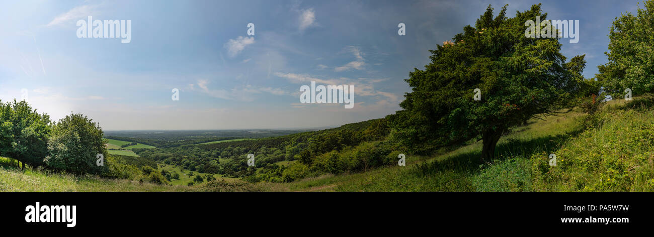 Kingley Vale ancient yew forest overlooking Chichester, West Sussex, UK ...