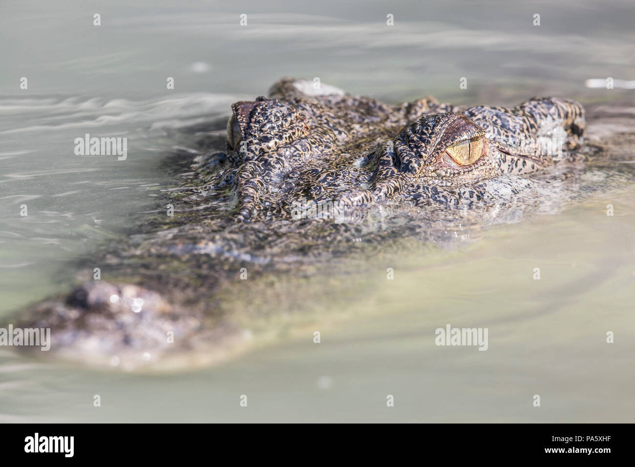 Close up, Saltwater Crocodile, Western Australia Stock Photo - Alamy