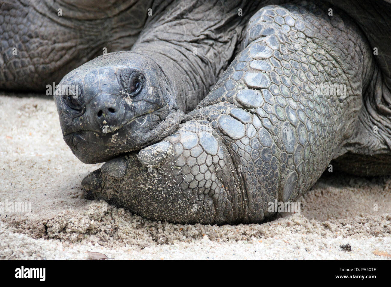 A turtle in a zoo in Singapore Stock Photo - Alamy