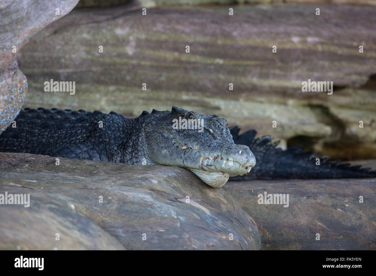 Kimberley Scene Outback Australia Stock Photos & Kimberley Scene ...