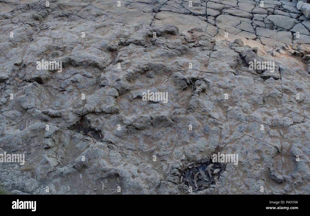 Sauropod footprints hi-res stock photography and images - Alamy