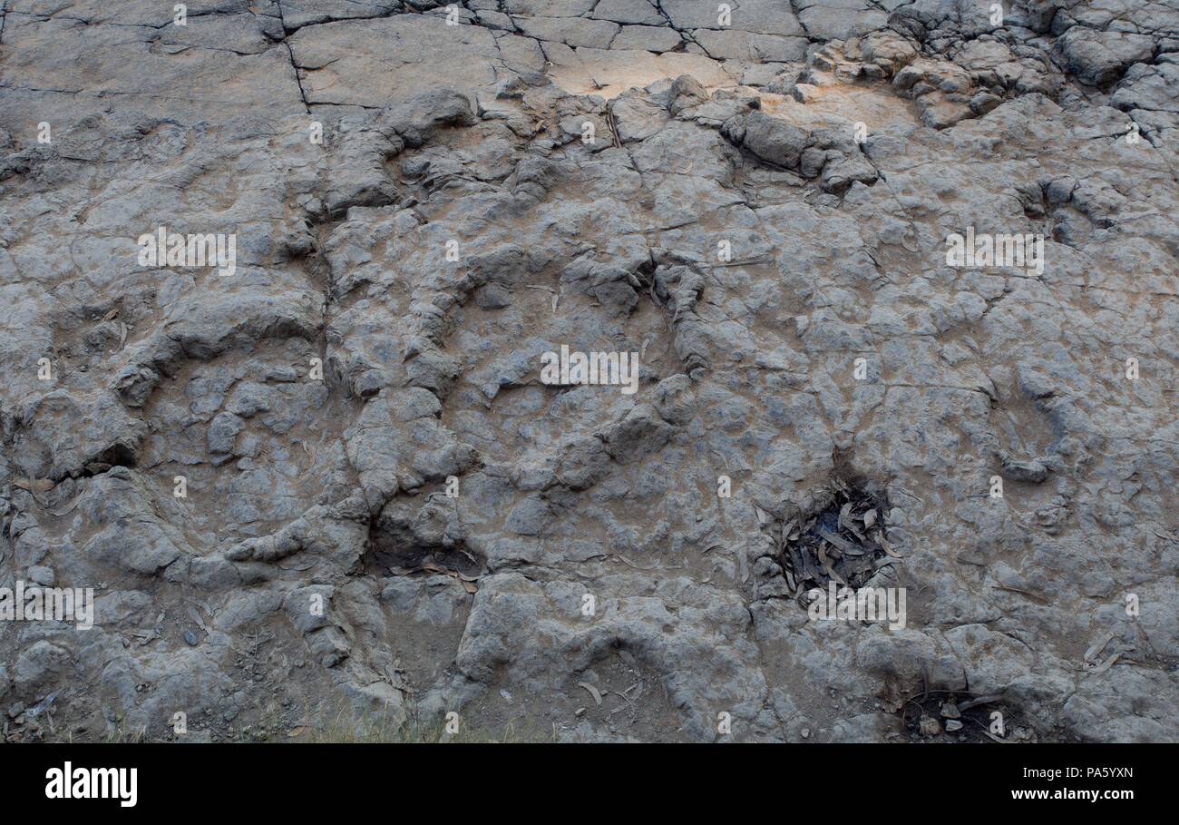 Sauropod footprints hi-res stock photography and images - Alamy